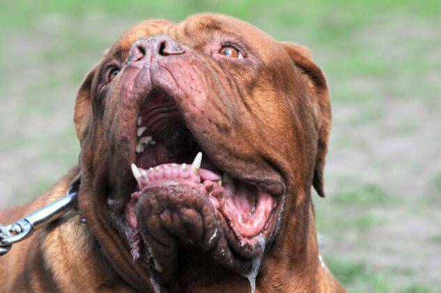 Il cane sbava: quando è normale, quando preoccuparsi e cosa fare