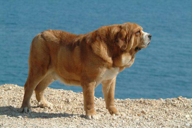 Mastino Spagnolo scheda razza cane da guardia e difesa