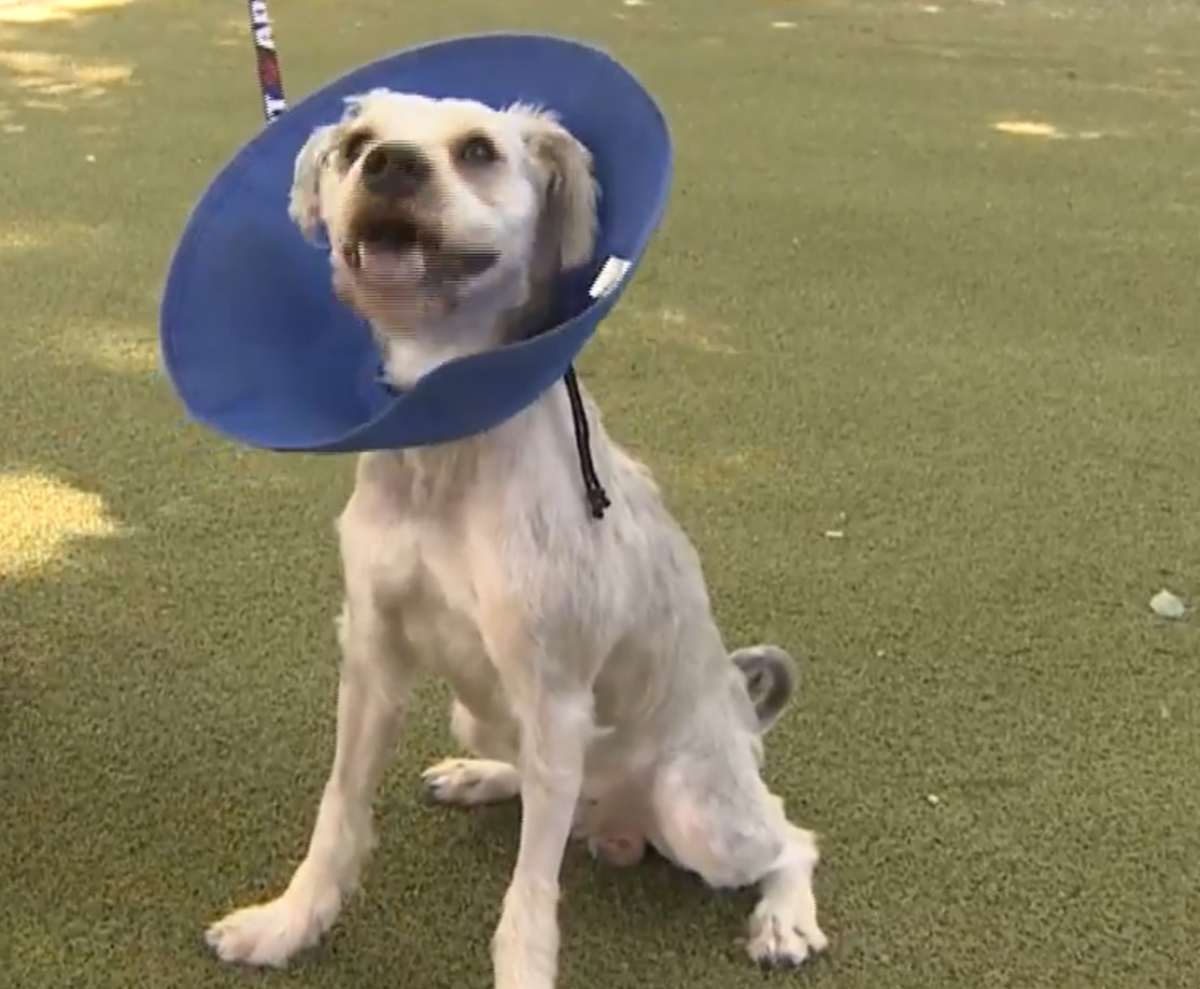 Cane ingerisce una mascherina, disperato intervento per provare a salvarlo