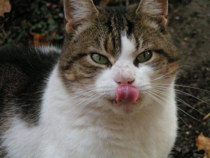 Il gatto è strabico: cause, informazioni e se preoccuparsi