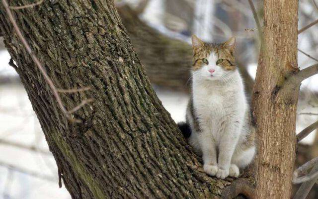 Il gatto è strabico: cause, informazioni e se preoccuparsi