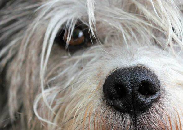 Muso gonfio nel cane: cosa può essere successo e cosa fare
