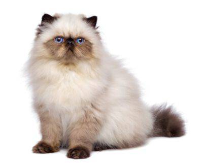 Gatto Persiano: carattere, prezzo, cuccioli, salute, alimentazione