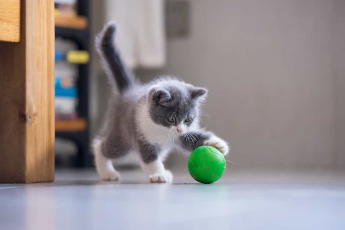 L'importanza del gioco per il gatto: ciò che insegnano le attività ludiche