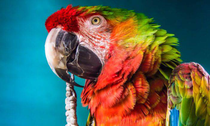 I 7 animali più colorati in natura: quali sono e che terre abitano