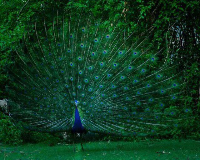 Curiosità sul pavone: tutto su questo animale dalla coda meravigliosa