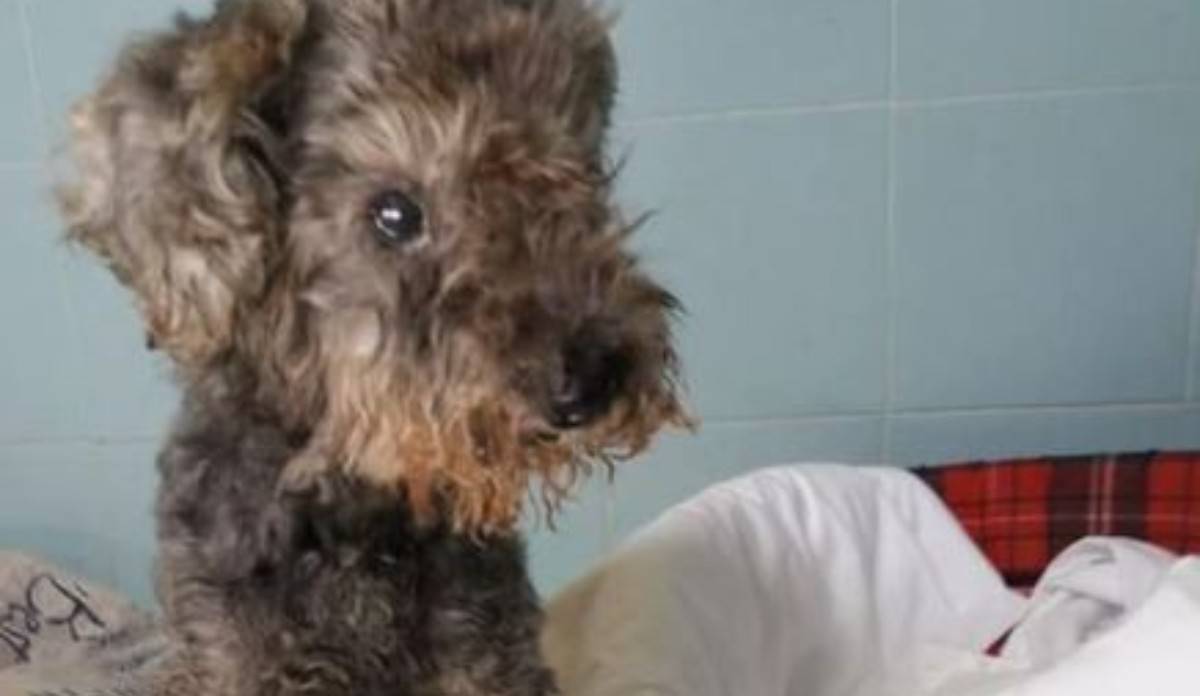 Grey, l'anziano e cieco cane trova una nuova famiglia: ora è al sicuro