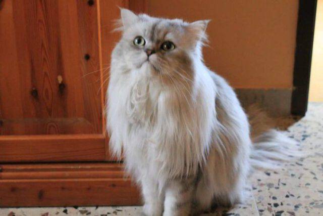 Gatto Persiano: carattere, prezzo, cuccioli, salute, alimentazione