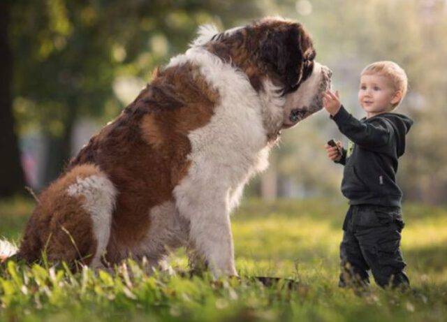 Cani Molossi: quali sono e le caratteristiche comuni dei molossoidi