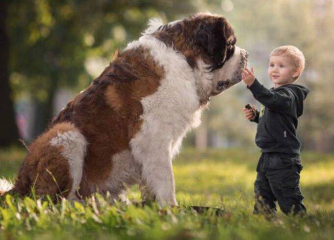 Cani Molossi: quali sono e le caratteristiche comuni dei molossoidi