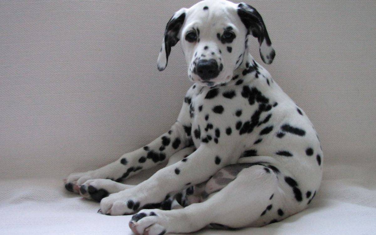 Cuccioli di dalmata: le curiosità più adorabili sul cane a pois