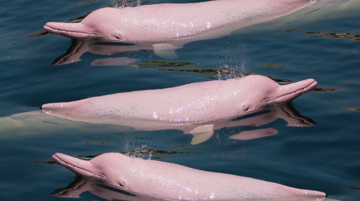 Delfino rosa: caratteristiche e habitat fra mito e realtà