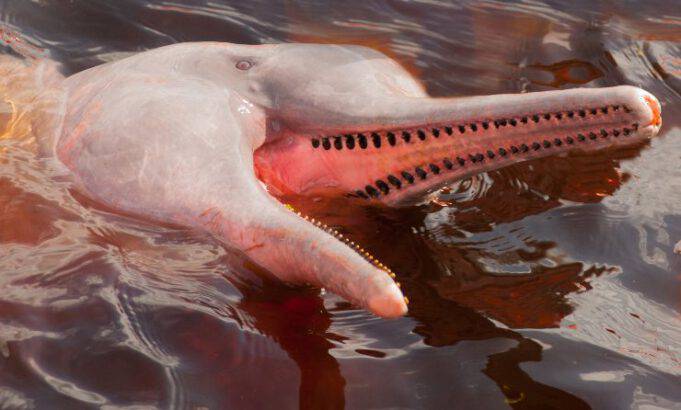 Delfino rosa: caratteristiche e habitat fra mito e realtà