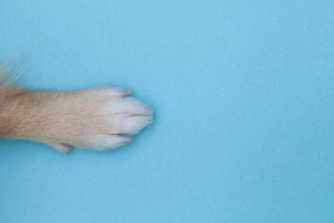 Tagliare lo sperone al cane: perché, come farlo e che rischi ci sono