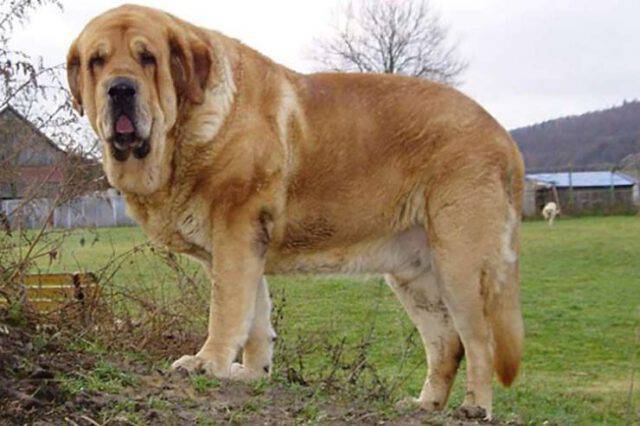 Razze di cani spagnole: conosciamo i pelosetti originari della Spagna