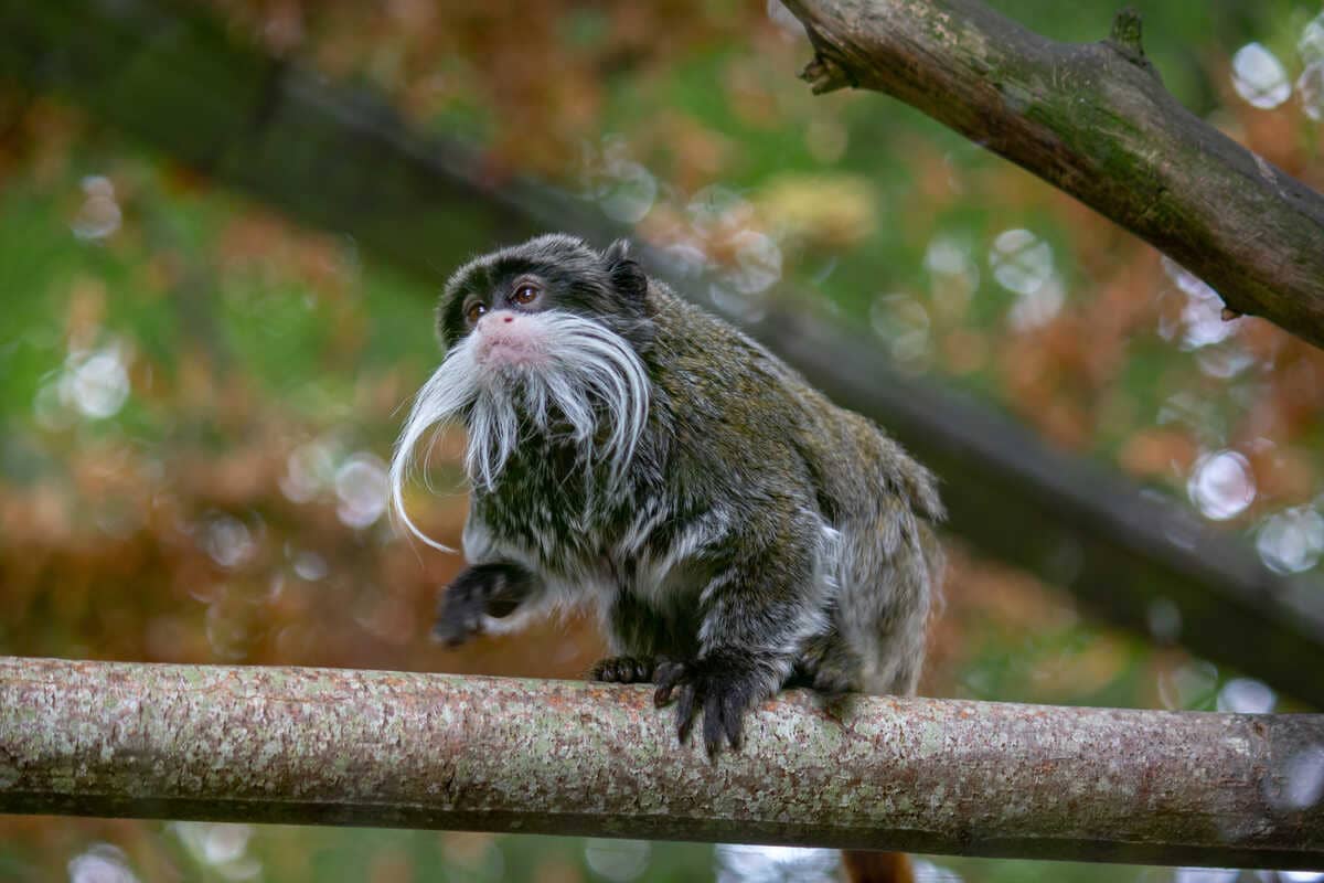 Alla scoperta del tamarino imperatore: il primate dai lunghi baffi