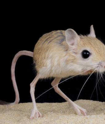 Animali di ogni specie dall'Italia e dal Mondo