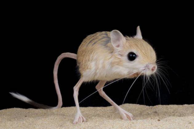 Animali Che Possono Camminare Su Due Zampe Proprio Come L Uomo