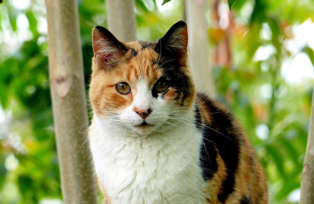 Perchè un gatto calico è quasi sempre femmina: genetica e colori del pelo