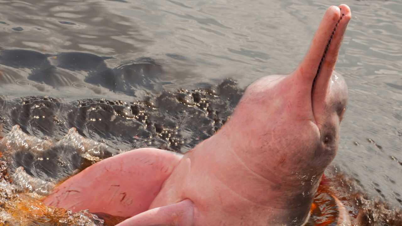 Delfino rosa: caratteristiche e habitat fra mito e realtà