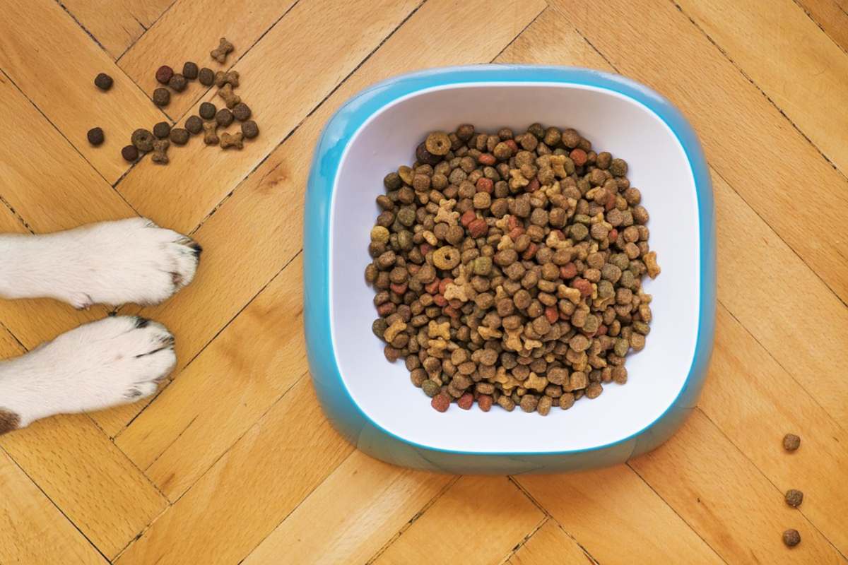 Miglior cibo per il nostro cane: come riconoscerlo e sceglierlo