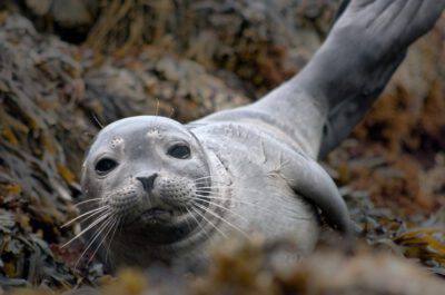 Foca: cosa mangia, dove vive, caratteristiche e curiosità