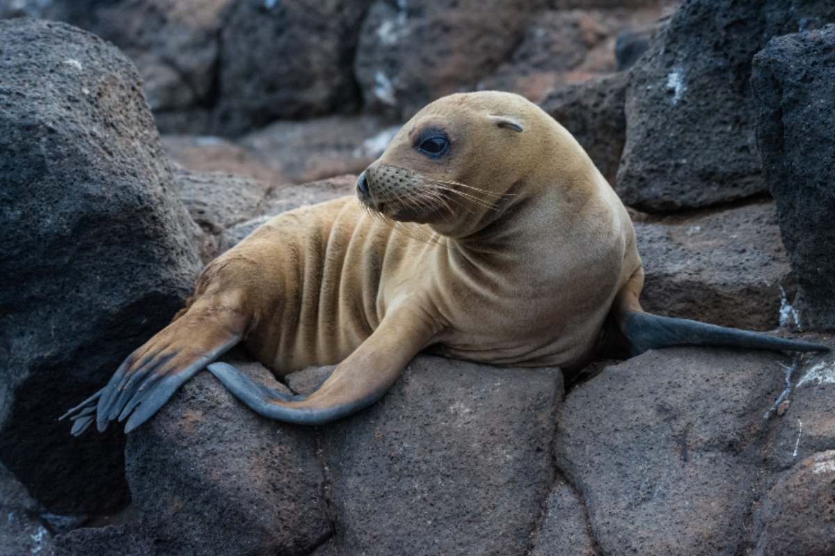 Il leone marino: cosa mangia, dove vive, caratteristiche e curiosità