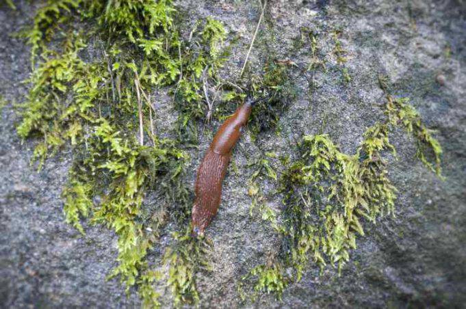Le limacce: le lumache senza guscio spesso anche presenti in casa