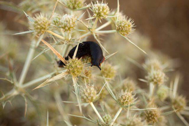 Le limacce: le lumache senza guscio spesso anche presenti in casa
