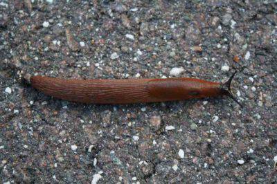 Le limacce: le lumache senza guscio spesso anche presenti in casa