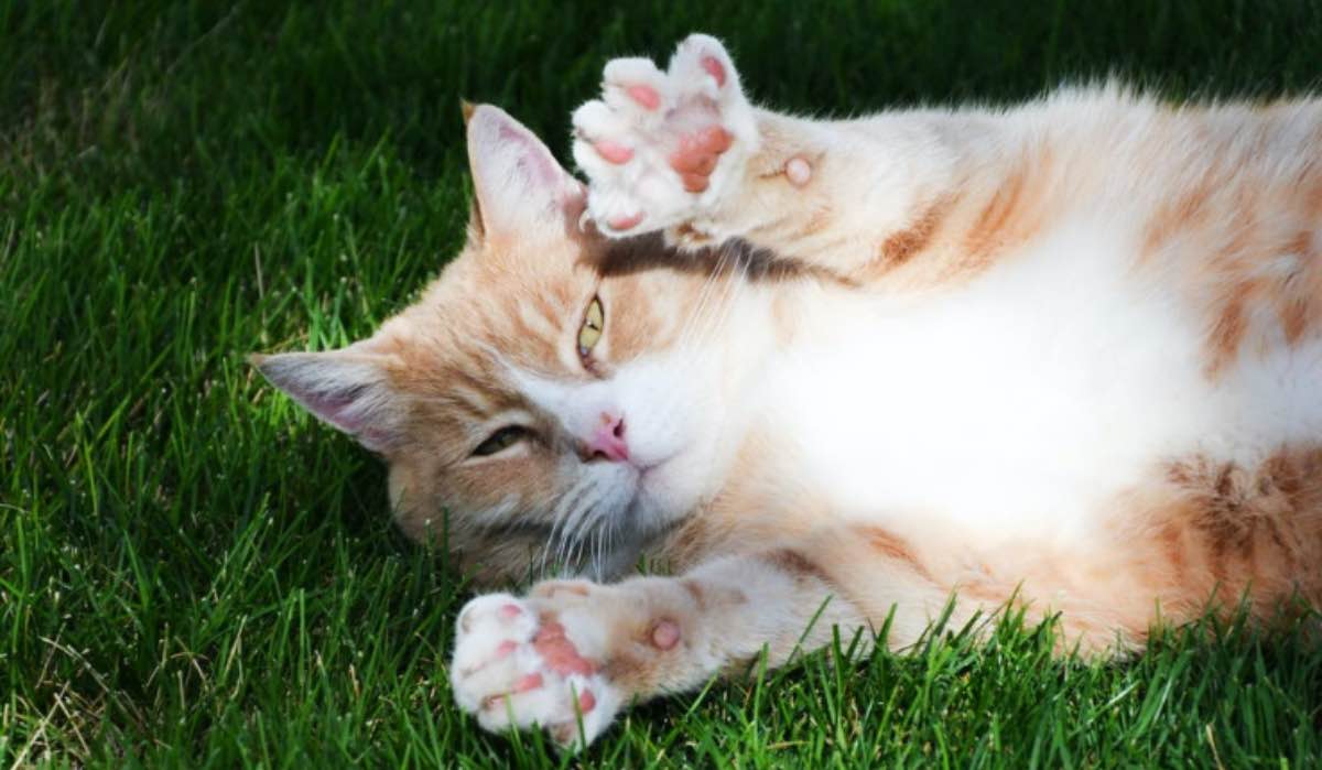 Cos'è un gatto polidattile: quante dita può avere un micio