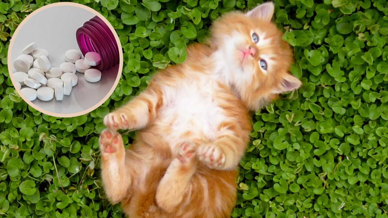 Come sverminare il gatto: riconoscere ed eliminare le infestazioni da vermi