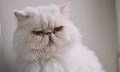Gatto Persiano: carattere, prezzo, cuccioli, salute, alimentazione