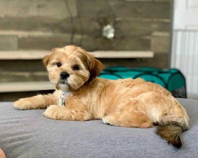 Lo Shorkie Tzu: irresistibile incrocio tra Shih Tzu e Yorkshire Terrier