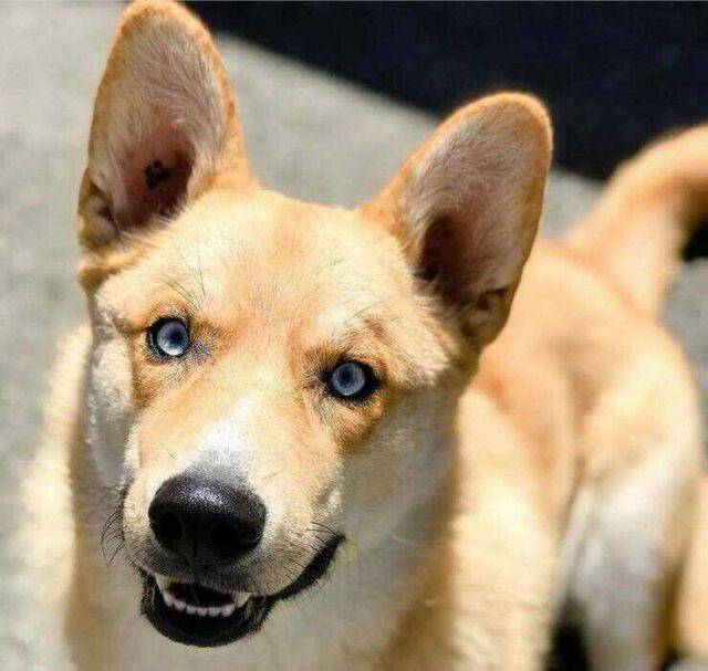 Il cane Horgi, meraviglioso incrocio tra Husky e Welsh Corgi