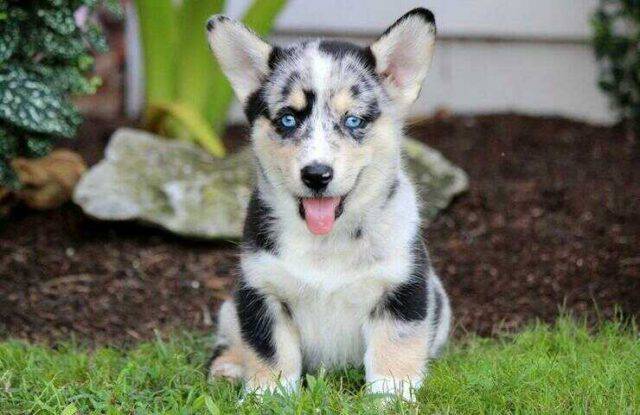 Il cane Horgi, meraviglioso incrocio tra Husky e Welsh Corgi