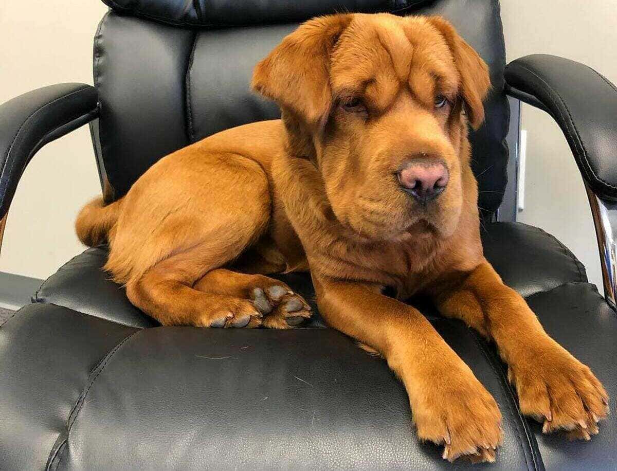 Cocker-Pei: il sorprendente incrocio tra Shar-Pei e Cocker Spaniel
