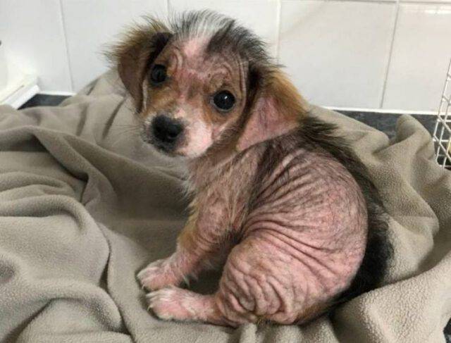 Rogna nel cane: le cause, i sintomi, come curarla e i rimedi naturali