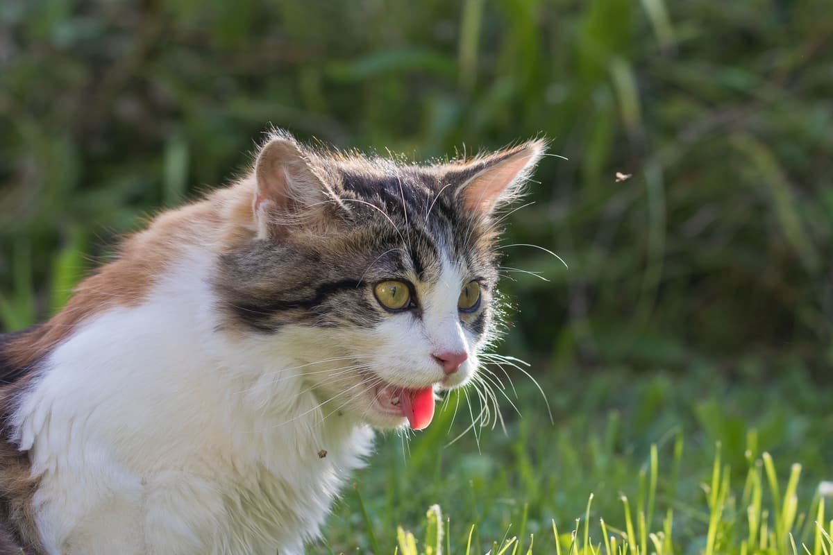 Come salvare un gatto che soffoca: la manovra di Heimlich