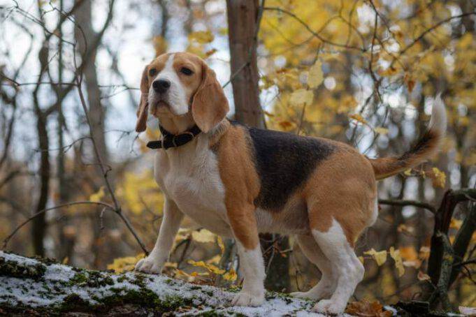Beagle: caratteristiche, aspetto, carattere, salute, cure, prezzo, cuccioli