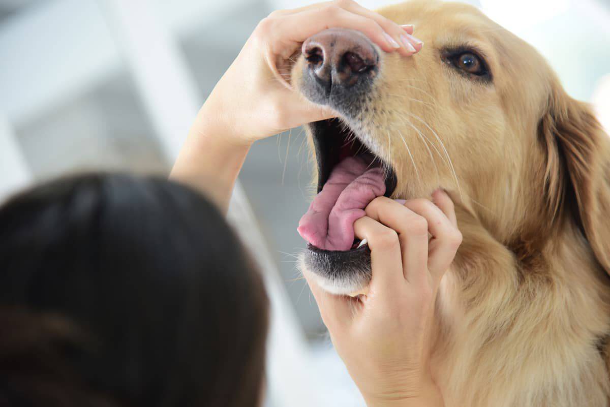 Epulide nel cane: cosa sapere sul tumore alle gengive