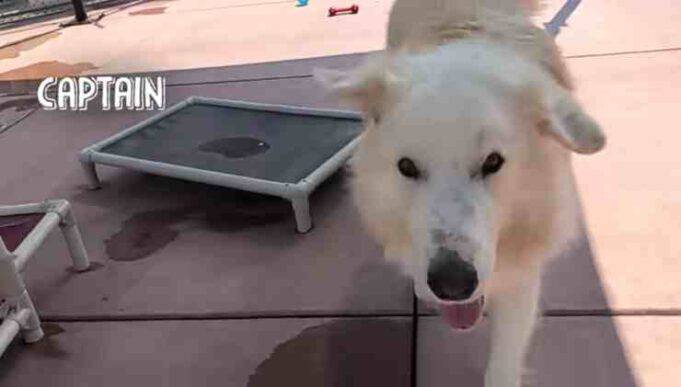 Captain, il Labrador di 52 kg che dopo due abbandoni trova casa