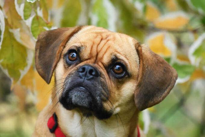 Conosciamo il Puggle, il simpatico incrocio tra un Beagle e un Carlino