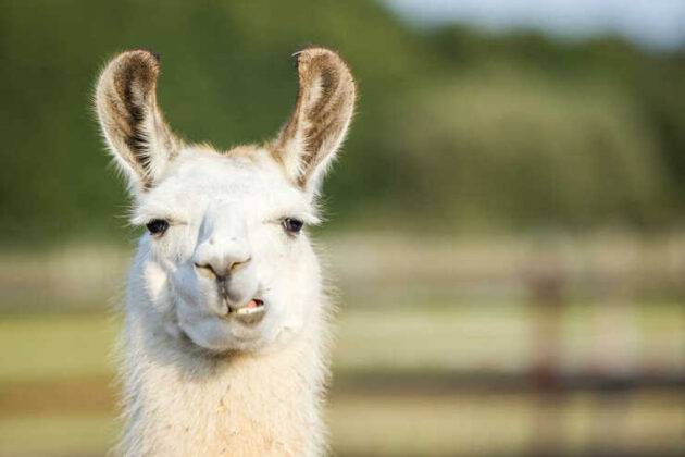 Perché il lama sputa? Scopriamo i motivi di questo comportamento