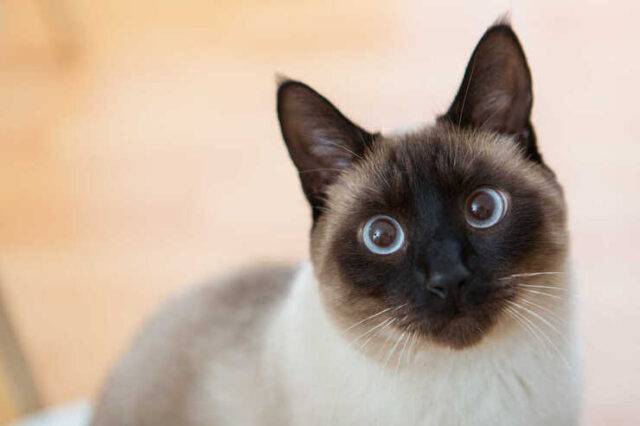 Gatto Siamese: prezzo, origini, carattere, cuccioli, curiosità