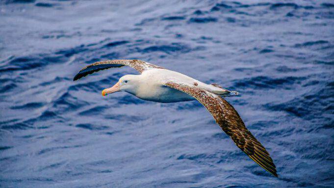 Albatro: caratteristiche e curiosità sull'uccello di mare gigante