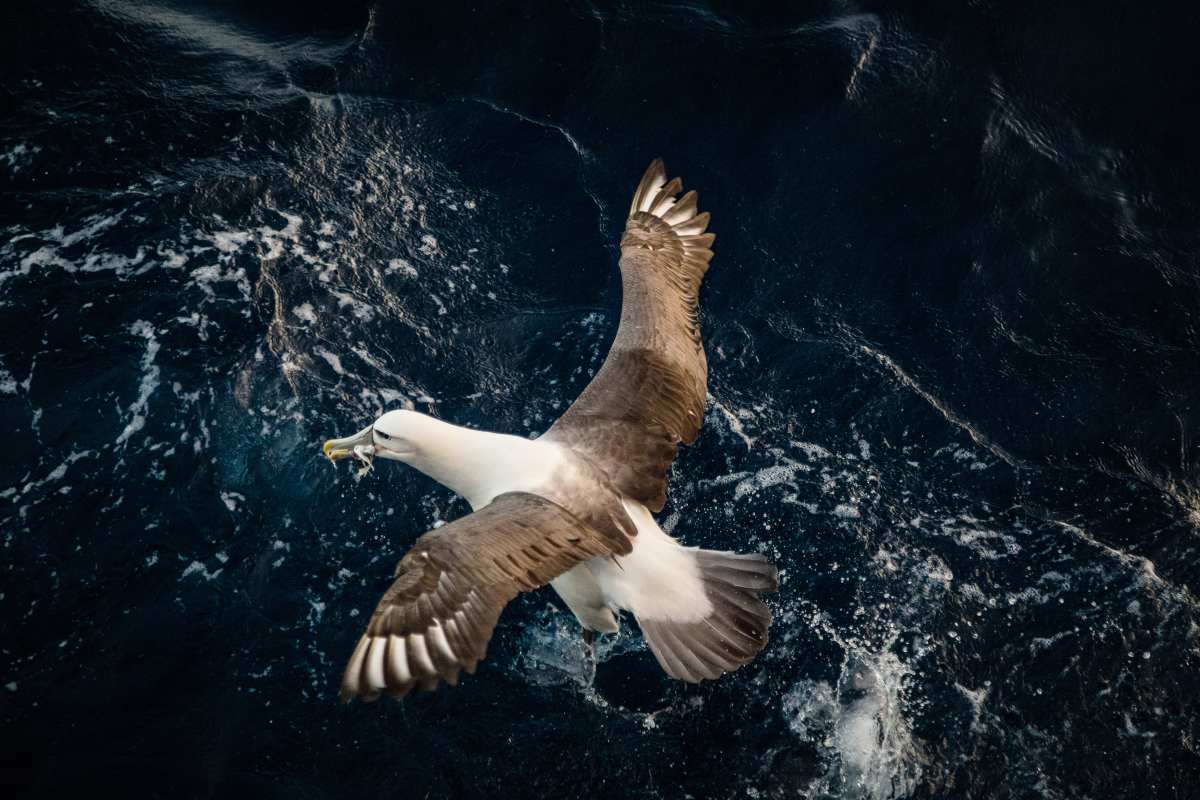 L'Albatros: l'uccello di mare gigante. Caratteristiche e tanto altro