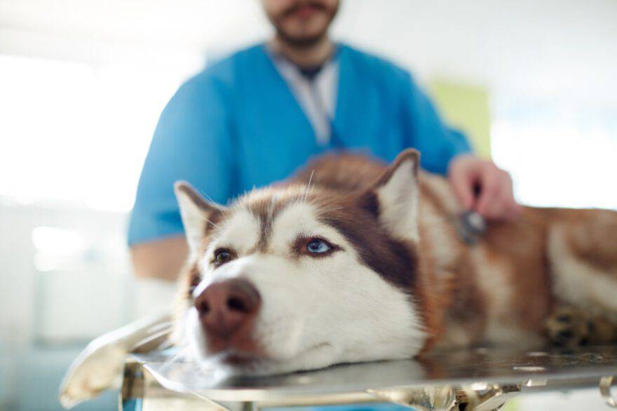 Vaginite nel cane: quali sono le cause, i sintomi e i rimedi