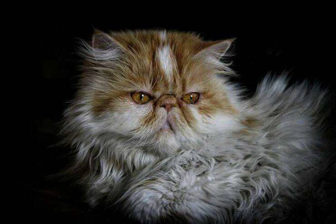 Gatto Persiano: carattere, prezzo, cuccioli, salute, alimentazione