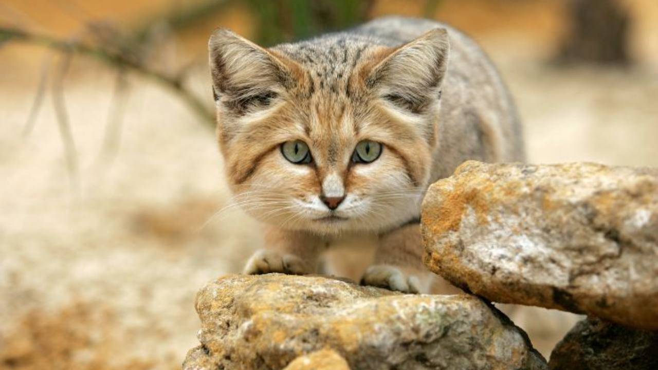 Felis margarita: cosa mangia, dove vive, caratteristiche e curiosità